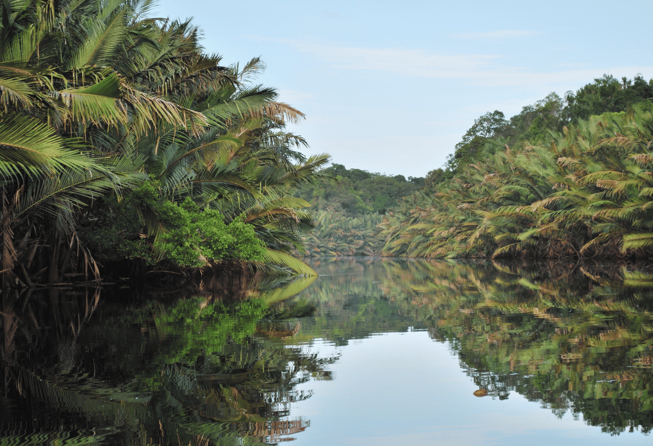 Kawasan Taman Nasional - TAMAN NASIONAL BERBAK SEMBILANG